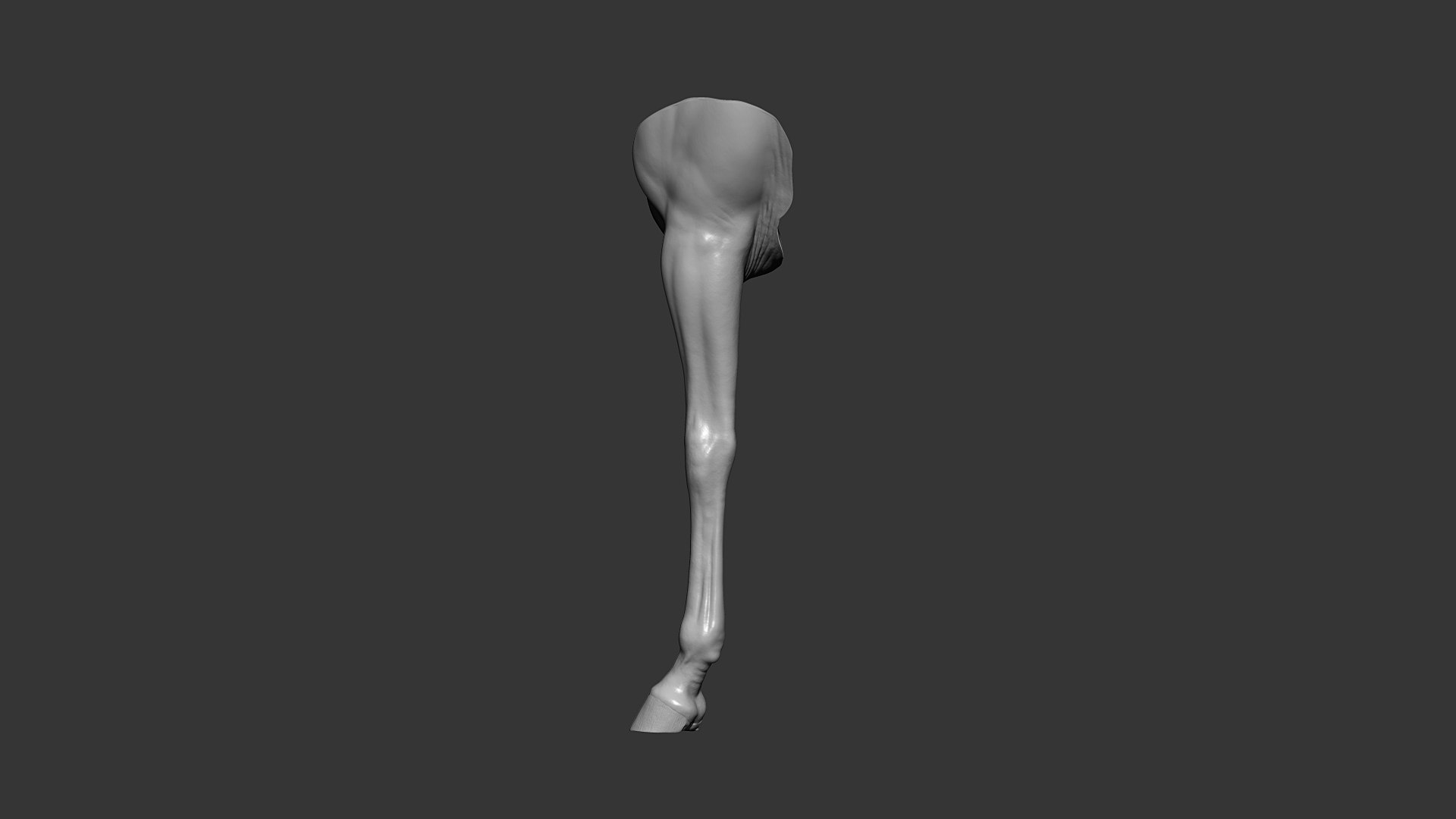 3D model Horse Front Leg Highpoly Sculpt - TurboSquid 1808027