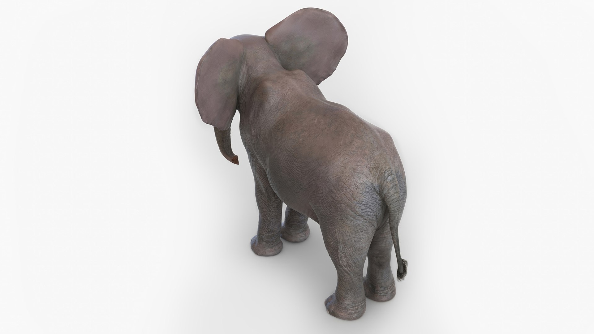 Baby Elephant Rigged For Cinema 4D 3D Model - TurboSquid 2346162