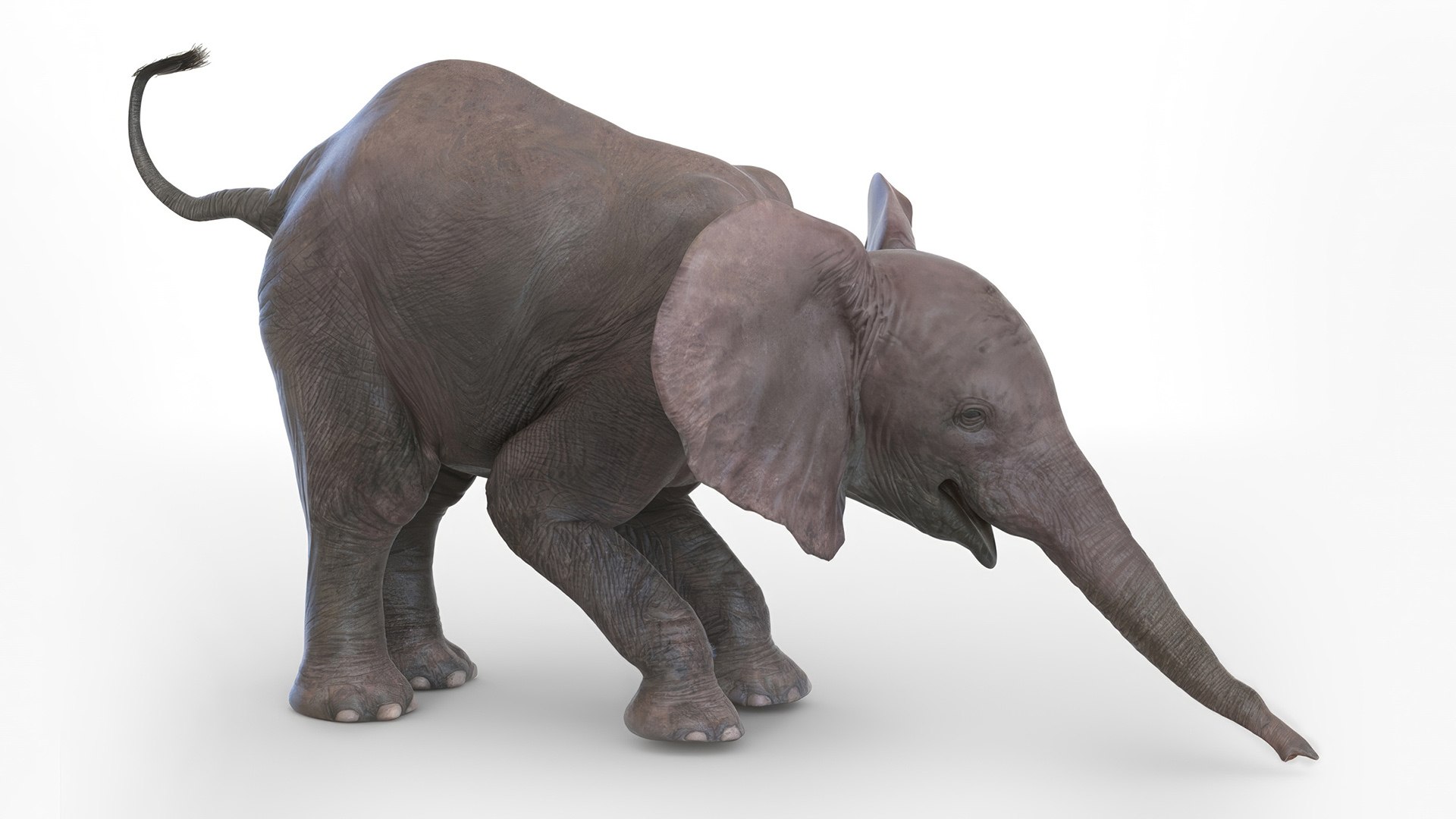 Baby Elephant Rigged For Cinema 4D 3D Model - TurboSquid 2346162