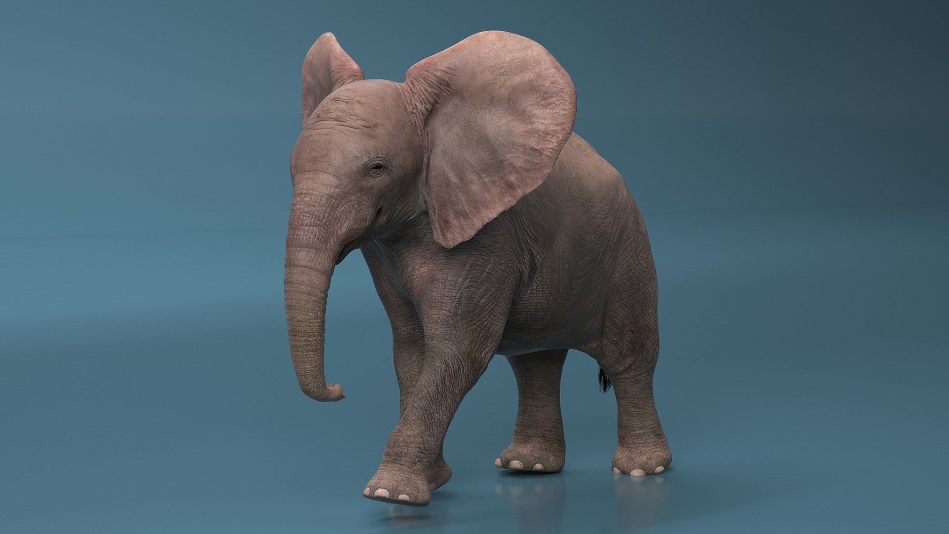 Baby Elephant Rigged For Cinema 4D 3D Model - TurboSquid 2346162