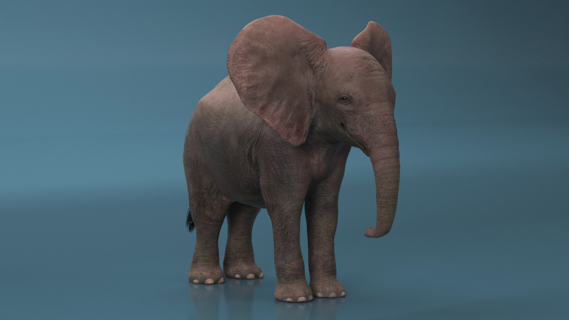 Baby Elephant Rigged For Cinema 4D 3D Model - TurboSquid 2346162