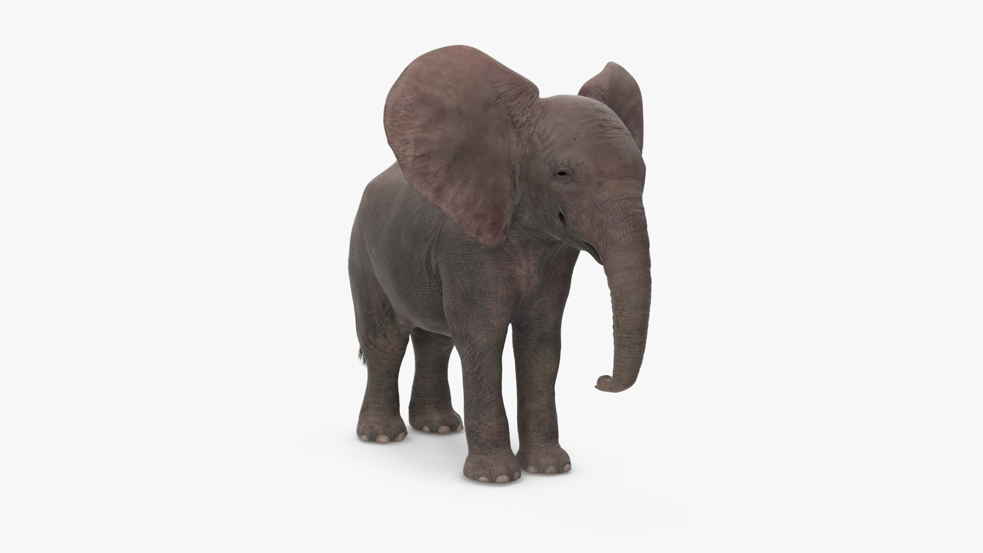 Baby Elephant Rigged For Cinema 4D 3D Model - TurboSquid 2346162