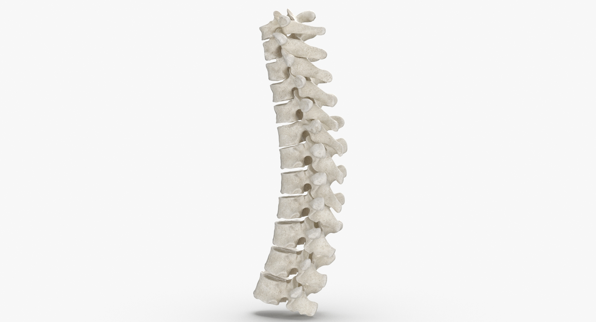 3D real human thoracic vertebrae model - TurboSquid 1639921
