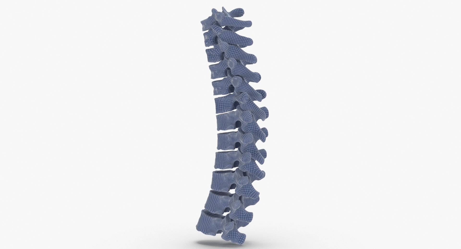 3D real human thoracic vertebrae model - TurboSquid 1639921