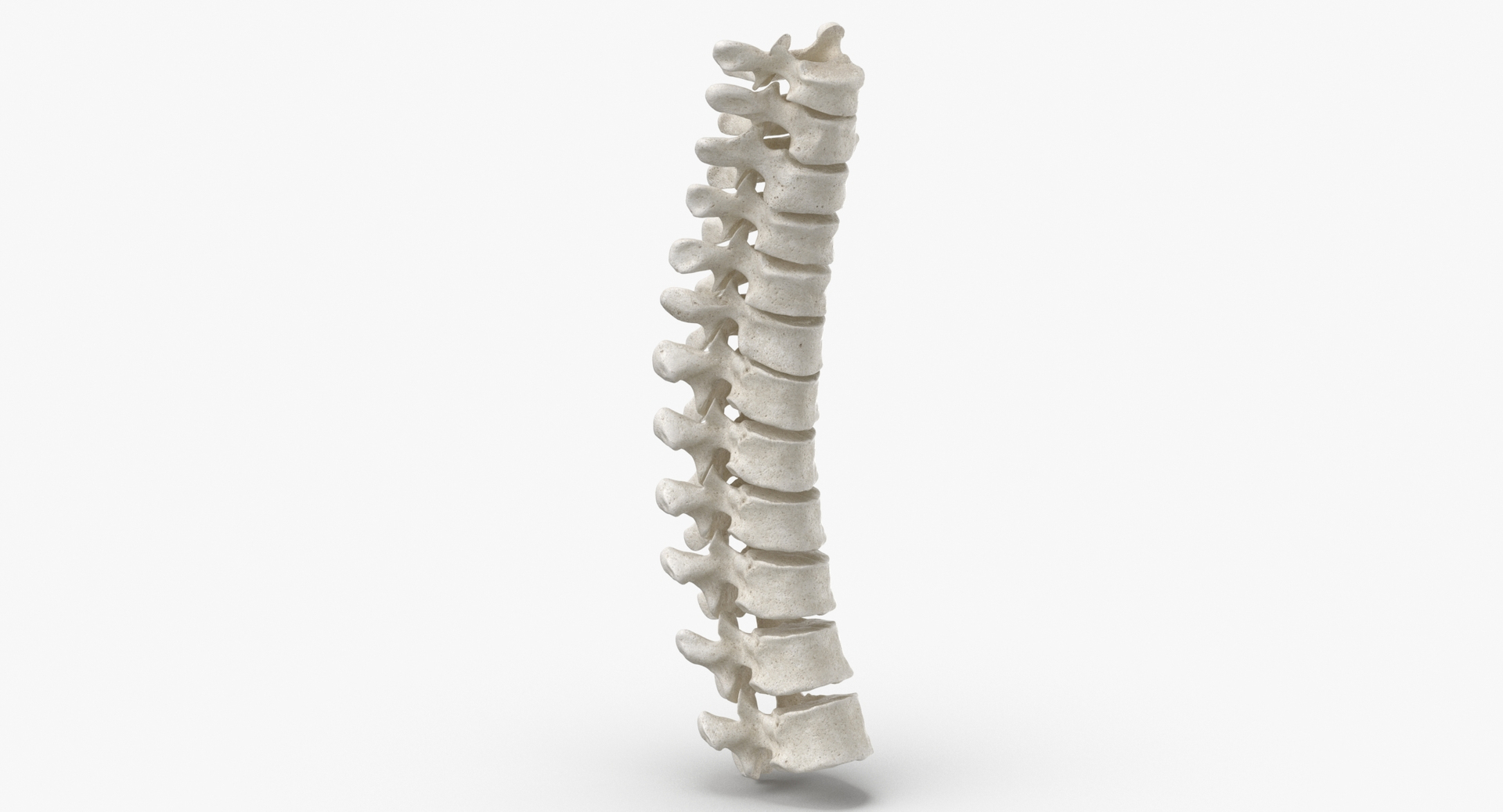 3D Real Human Thoracic Vertebrae Model - TurboSquid 1639921