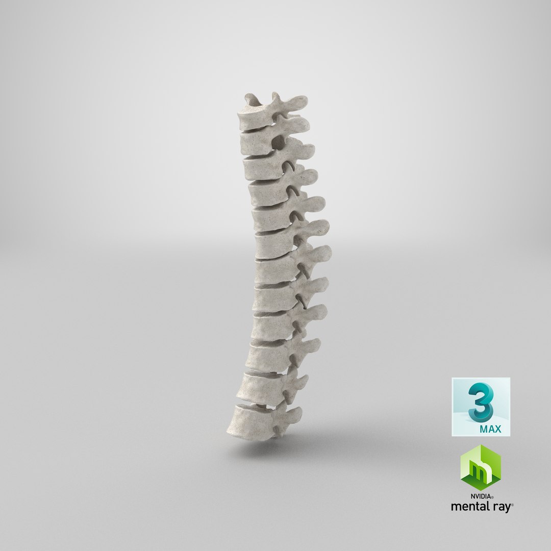 3D real human thoracic vertebrae model - TurboSquid 1639921