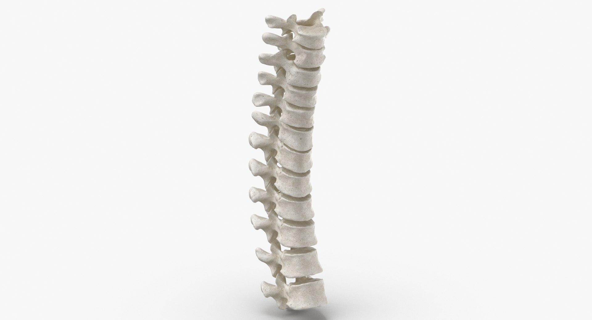 3D real human thoracic vertebrae model - TurboSquid 1639921