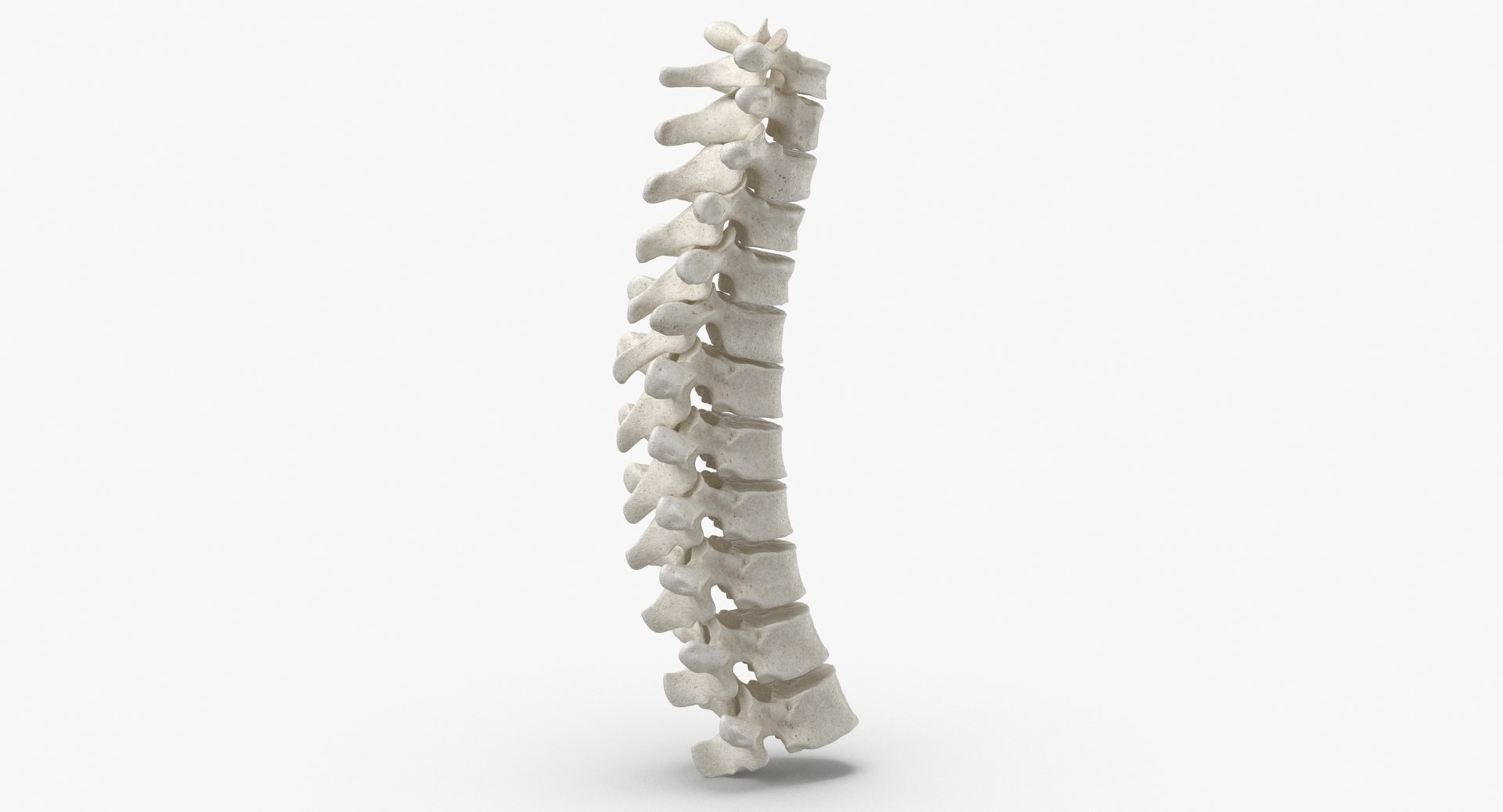 3D real human thoracic vertebrae model - TurboSquid 1639921