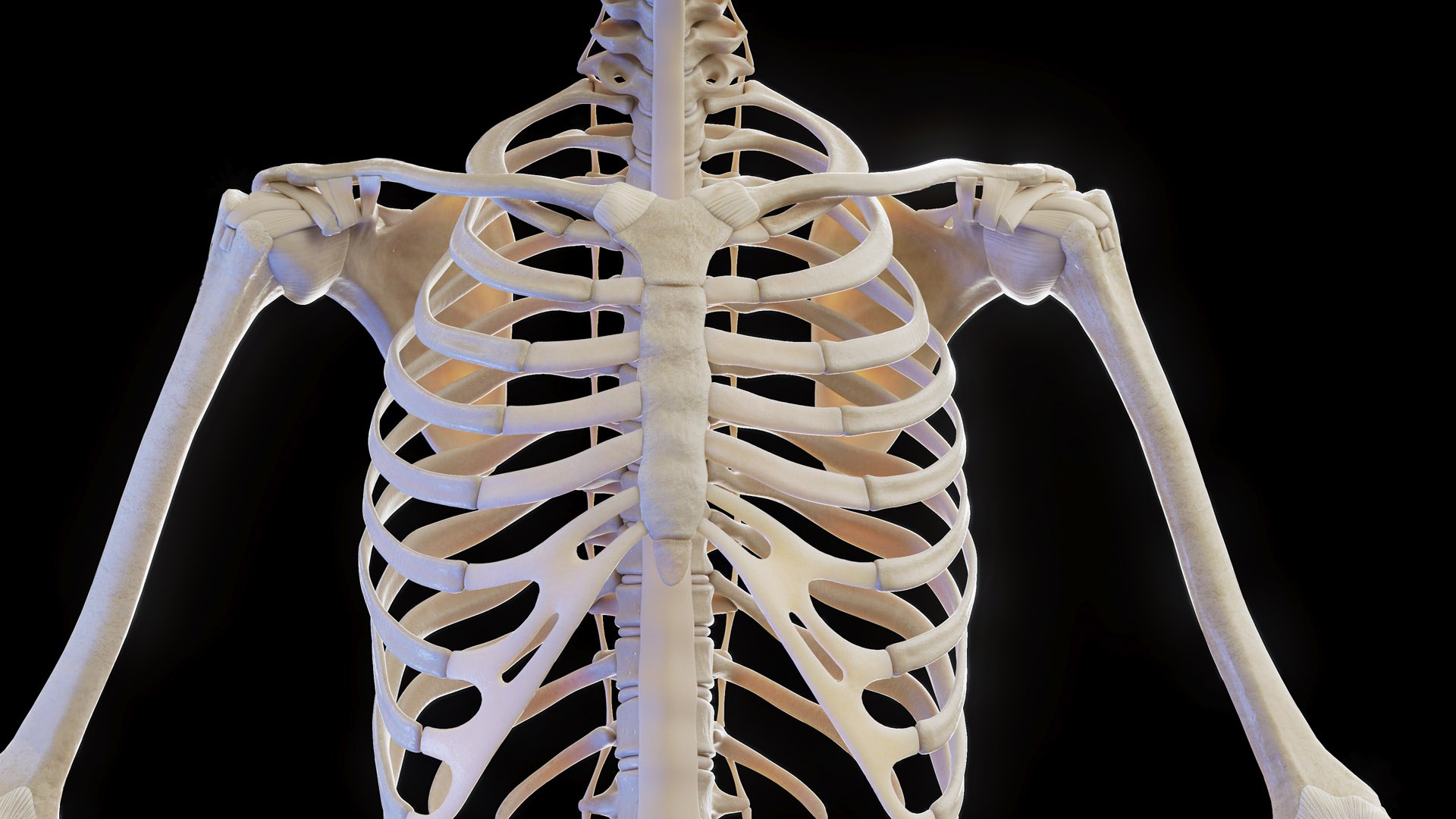 3D Human Male Body Ligaments and Skeletal Systems - TurboSquid 2013887