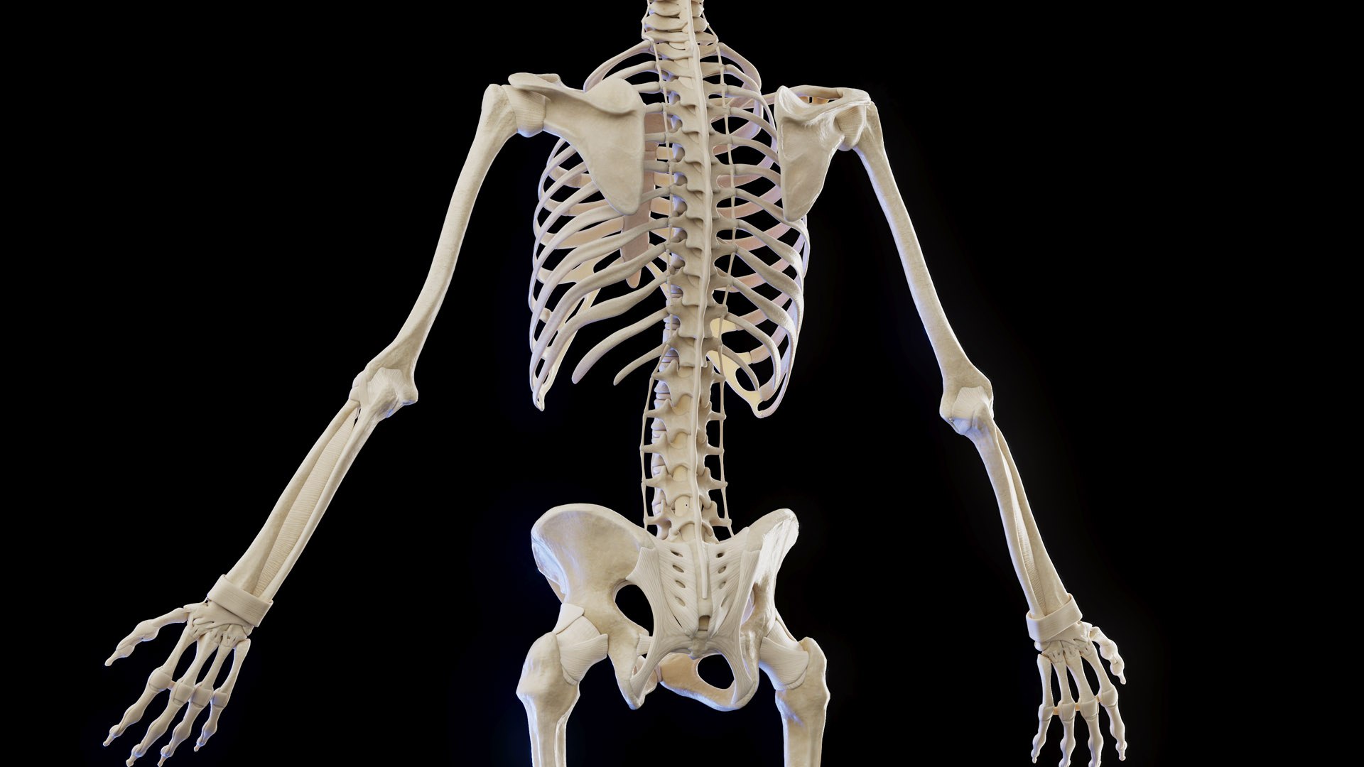 3D Human Male Body Ligaments and Skeletal Systems - TurboSquid 2013887