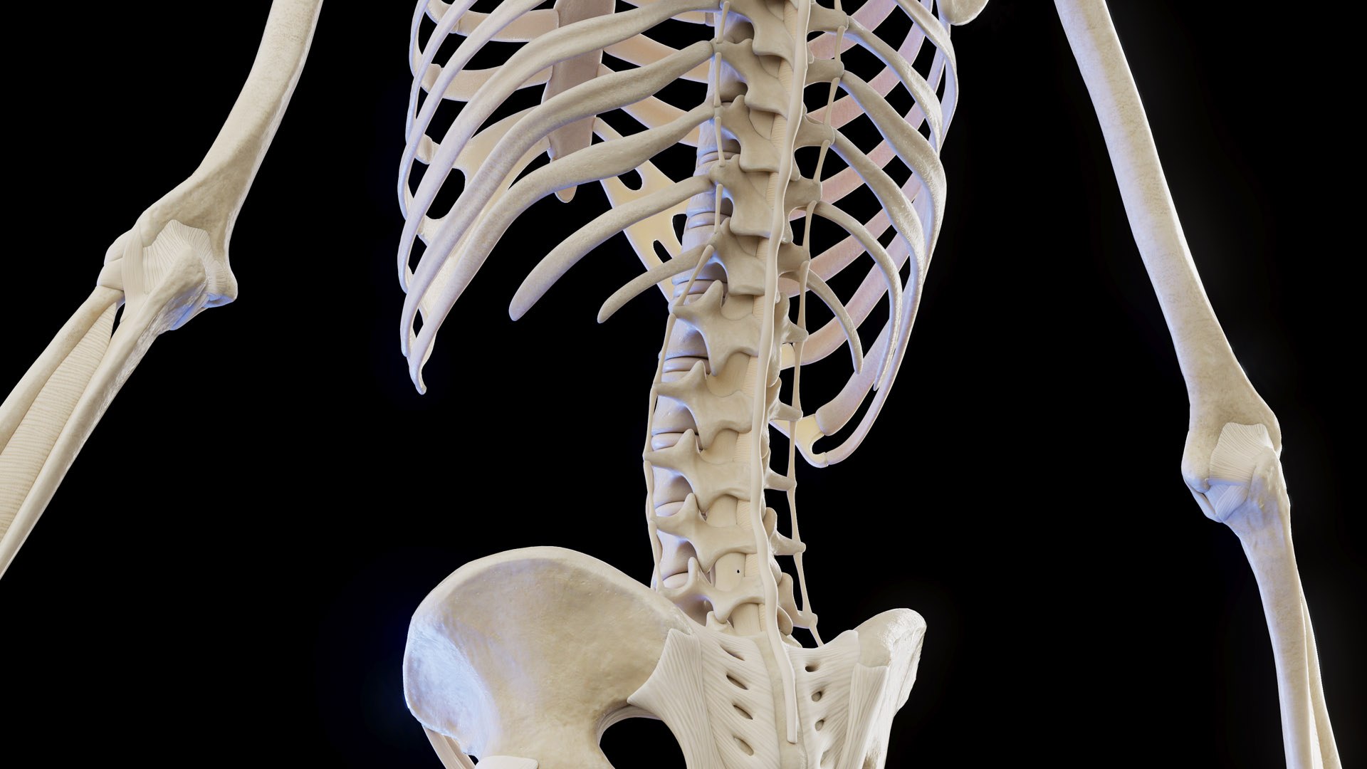 3D Human Male Body Ligaments and Skeletal Systems - TurboSquid 2013887