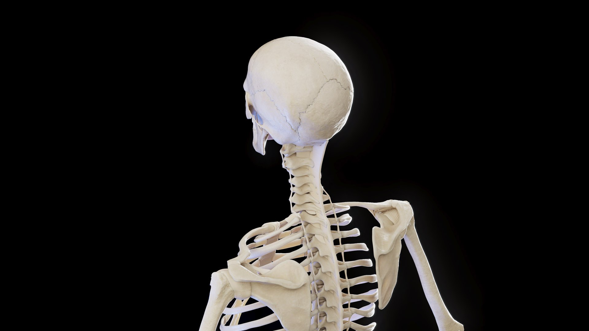3D Human Male Body Ligaments and Skeletal Systems - TurboSquid 2013887