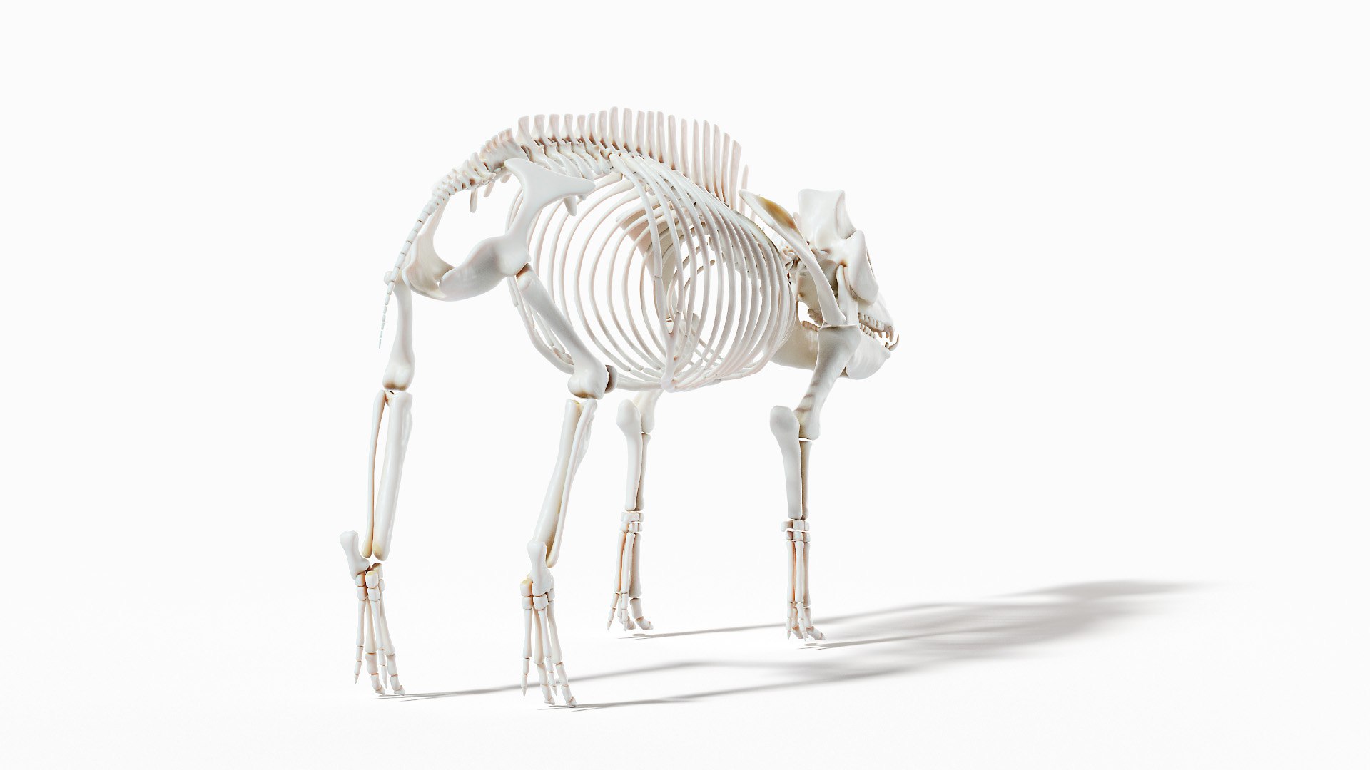 3D Pig Body Skeleton and Muscles Static model - TurboSquid 1762981