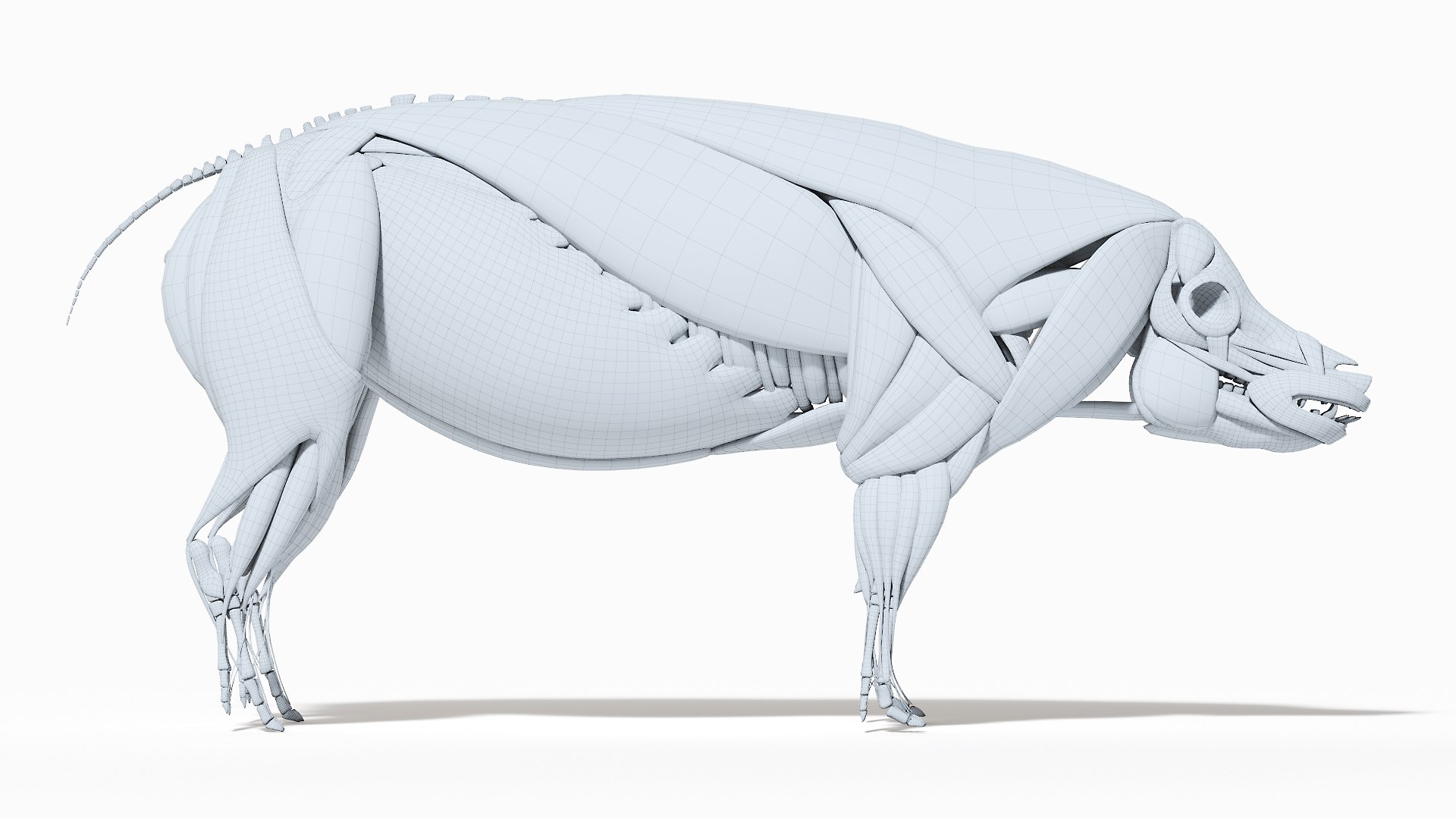 3D Pig Body Skeleton and Muscles Static model - TurboSquid 1762981
