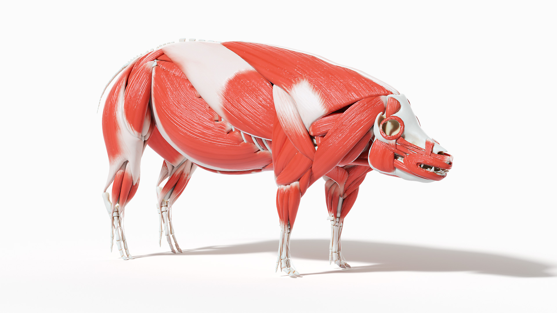3D Pig Body Skeleton And Muscles Static Model - TurboSquid 1762981