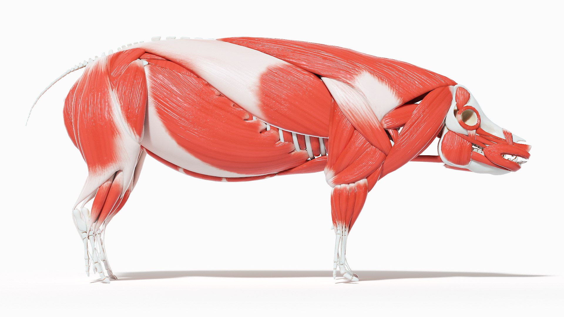 3D Pig Body Skeleton And Muscles Static Model - TurboSquid 1762981