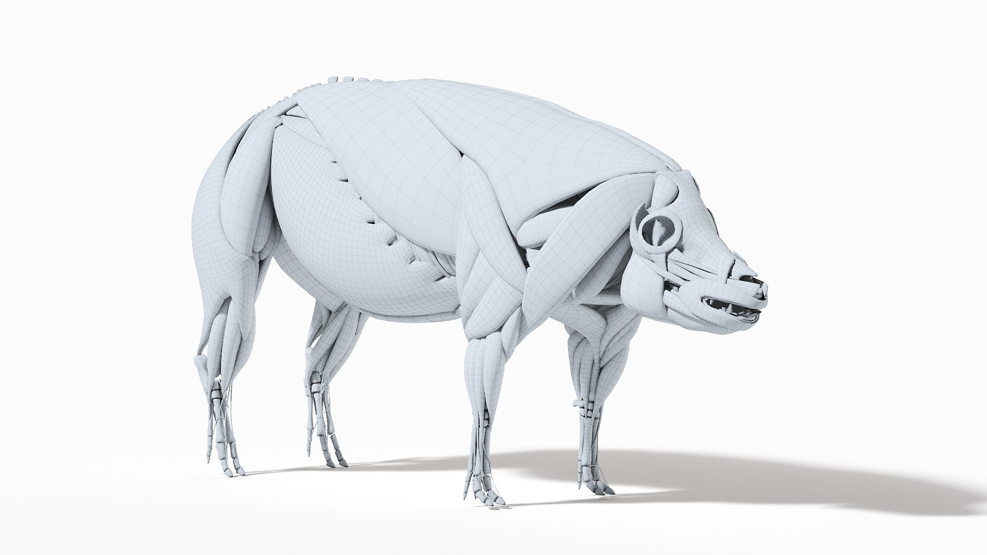 3D Pig Body Skeleton and Muscles Static model - TurboSquid 1762981
