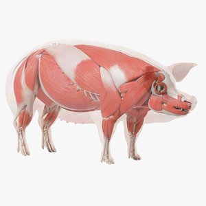 3D Pig Models - Browse & Download Formats - TurboSquid