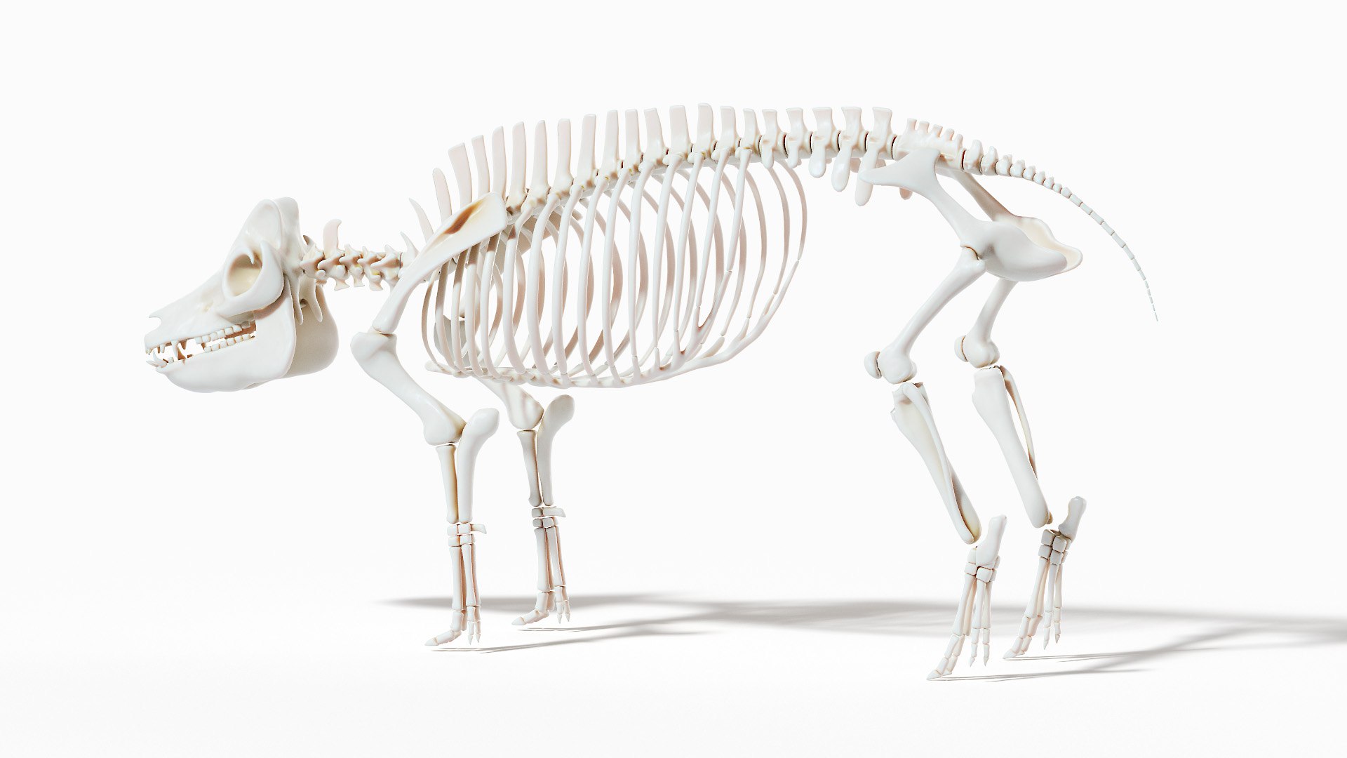 3D Pig Body Skeleton and Muscles Static model - TurboSquid 1762981