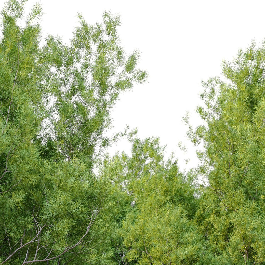 3D Red Shanks Model - TurboSquid 1952783