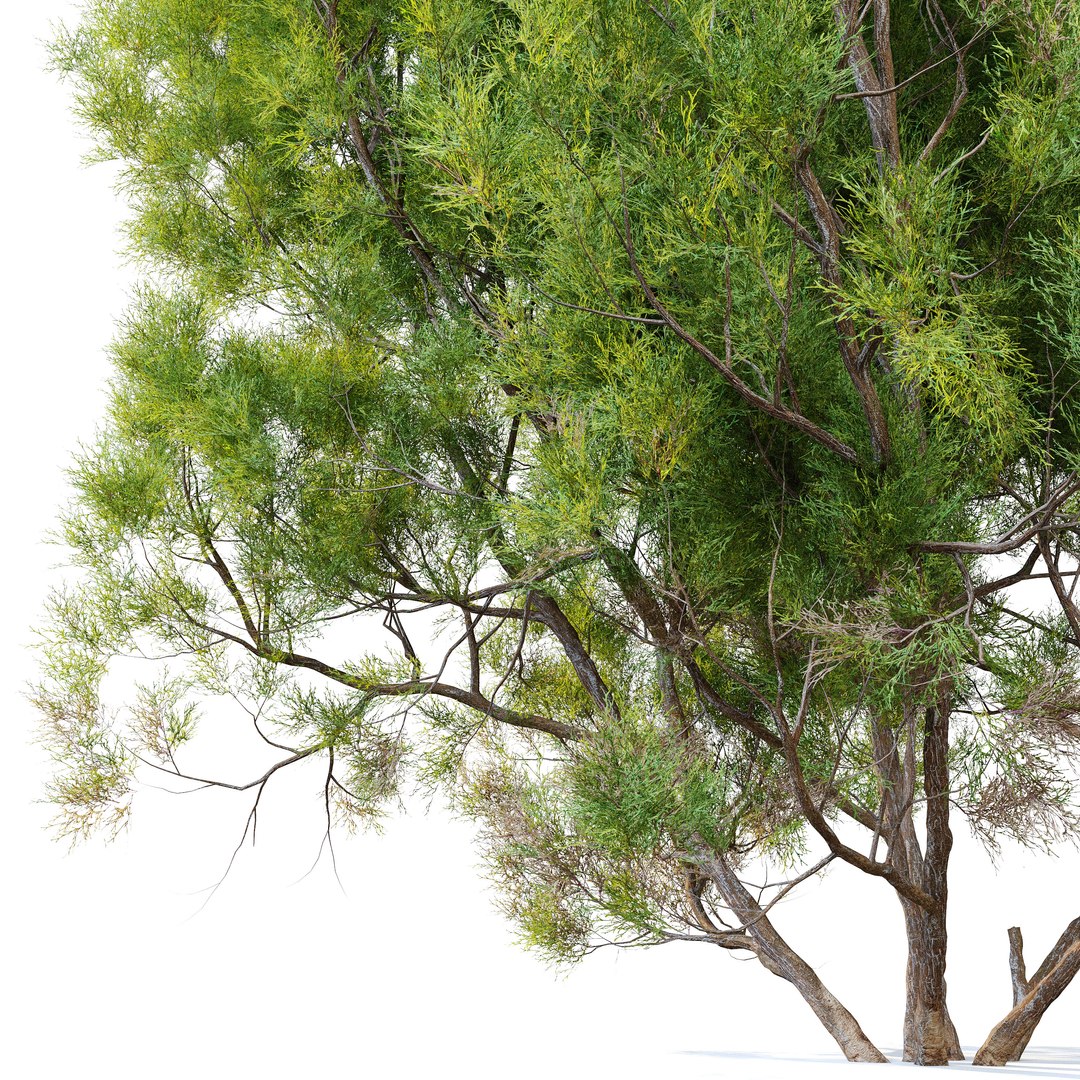 3D Red Shanks Model - TurboSquid 1952783