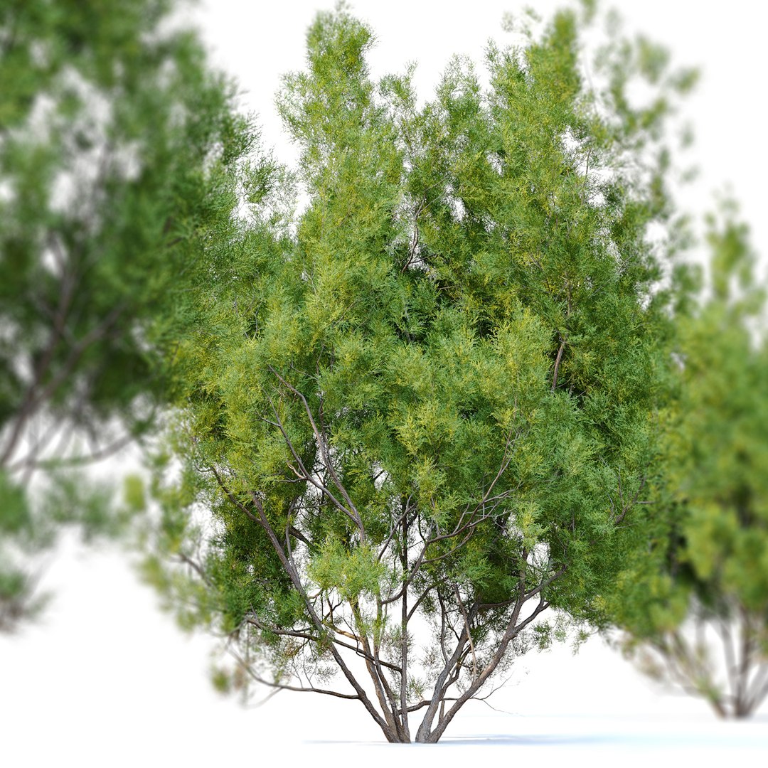 3D Red Shanks Model - TurboSquid 1952783