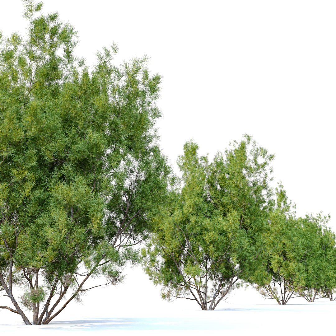 3D Red Shanks Model - TurboSquid 1952783