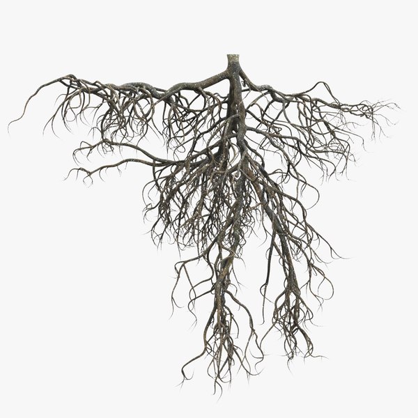 Tree Root 3D Models for Download | TurboSquid