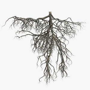 Download Free & Premium Tree Root 3D Models | TurboSquid
