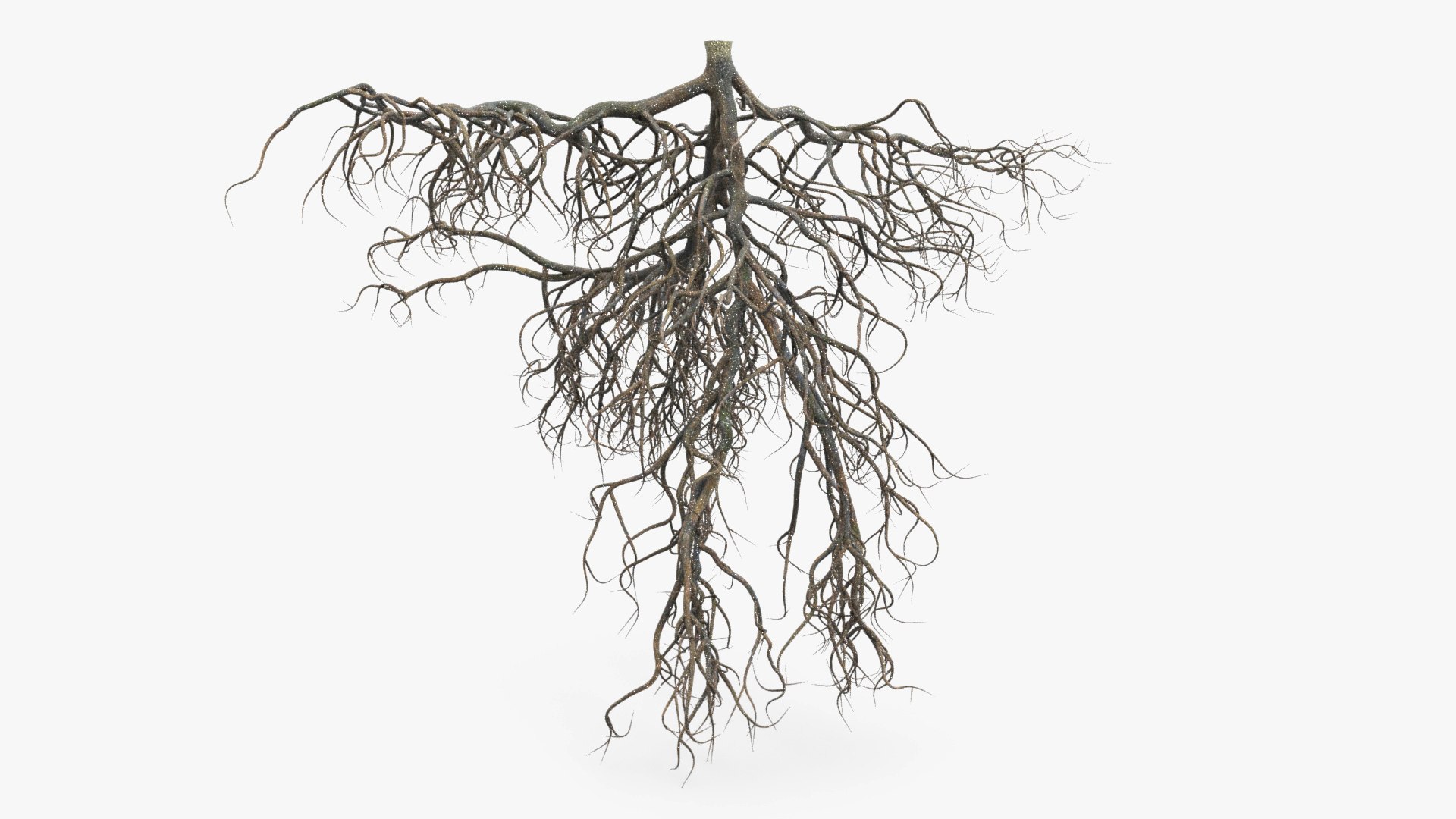 Tree Roots 3D - TurboSquid 2315121