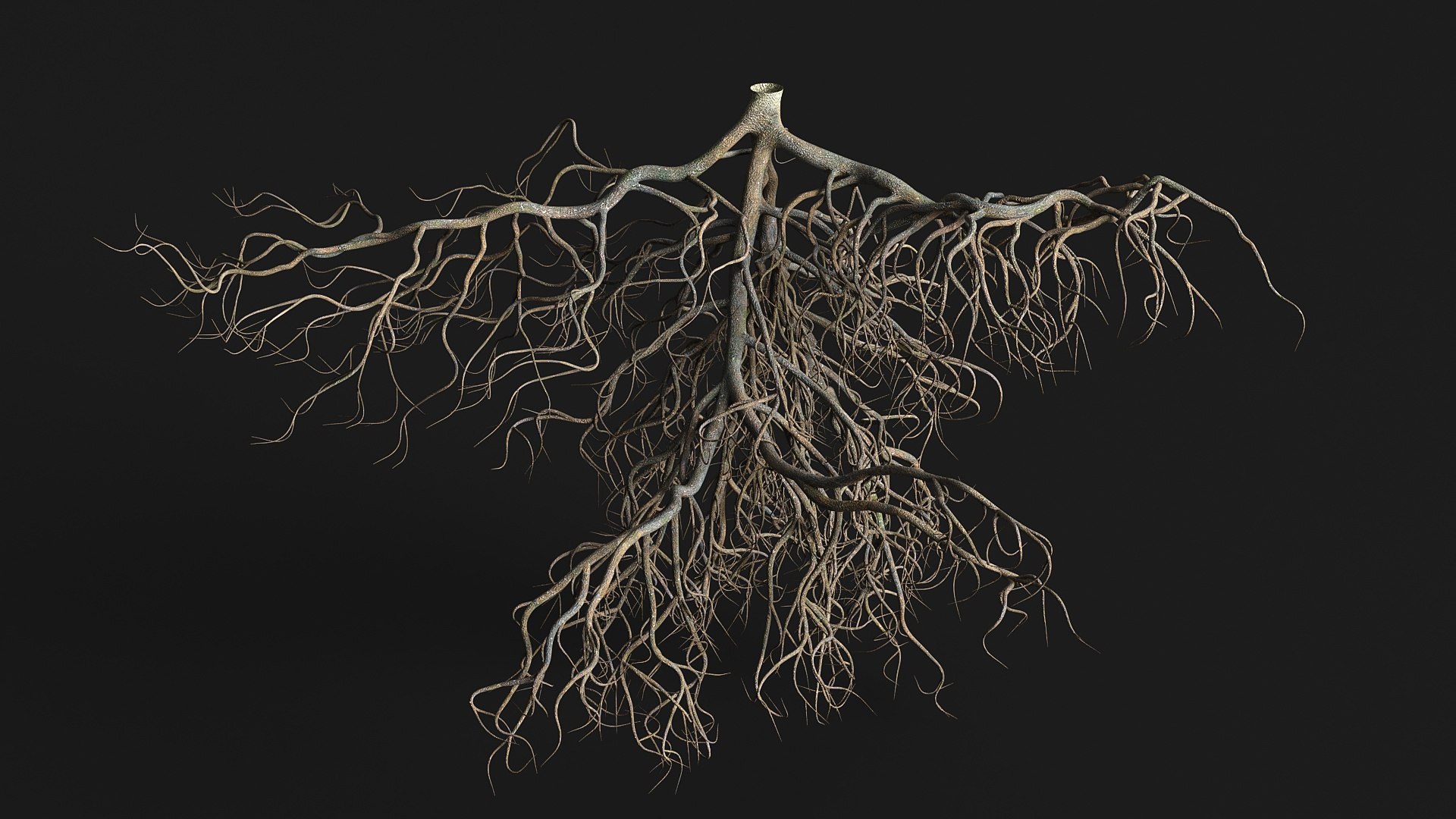 Tree Roots 3D - TurboSquid 2315121