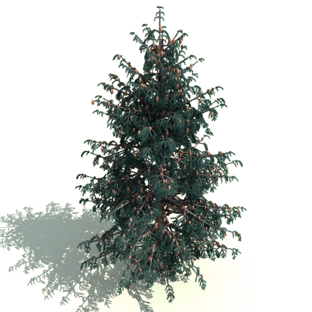 3d model of picea sitchensis sitka spruce