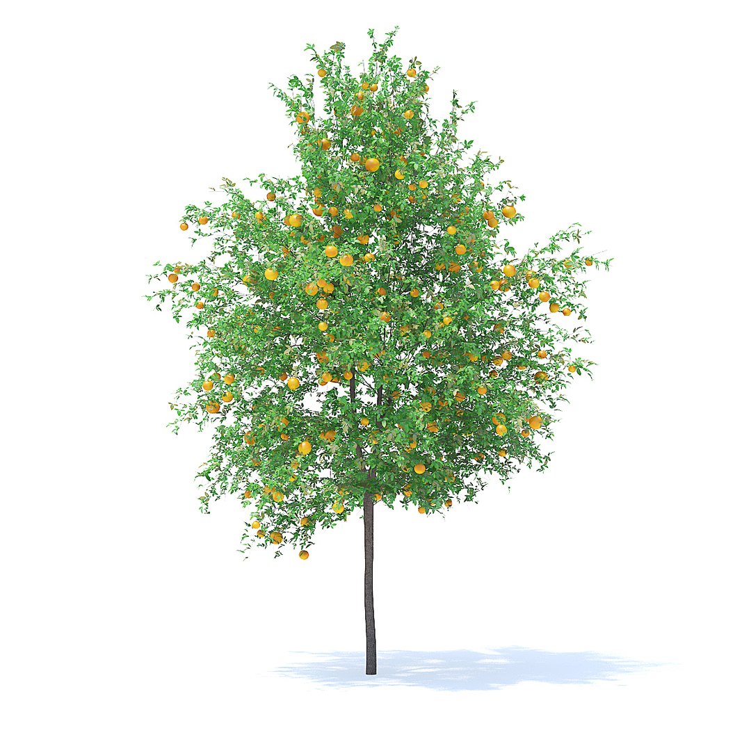 Orange Tree 6m 3D Model - TurboSquid 1253948