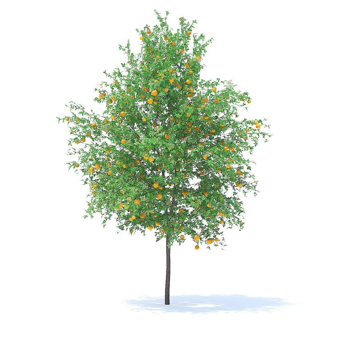 Orange Tree 6m 3D Model - TurboSquid 1253948