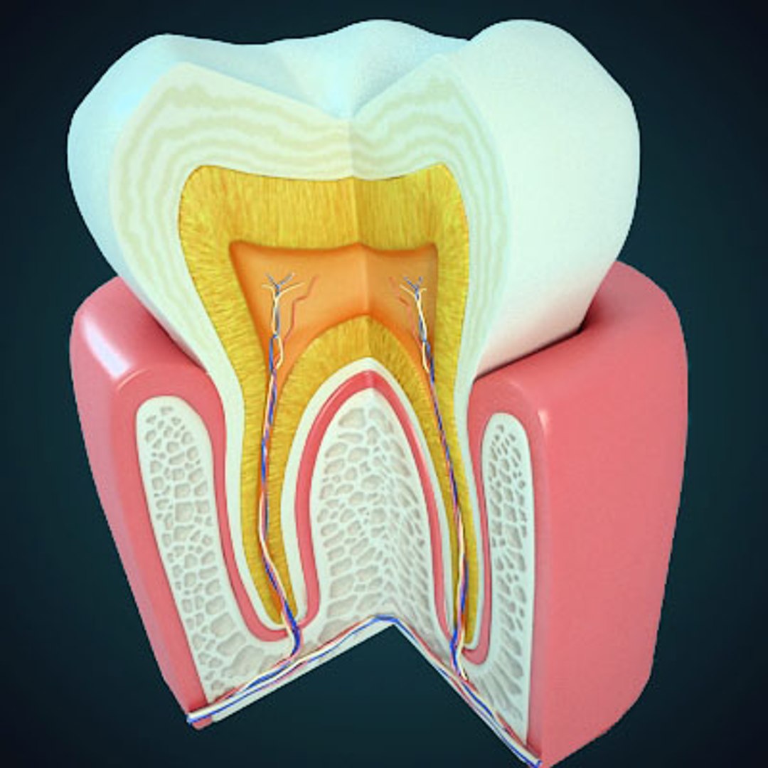 Tooth Section Pulp 3d Model