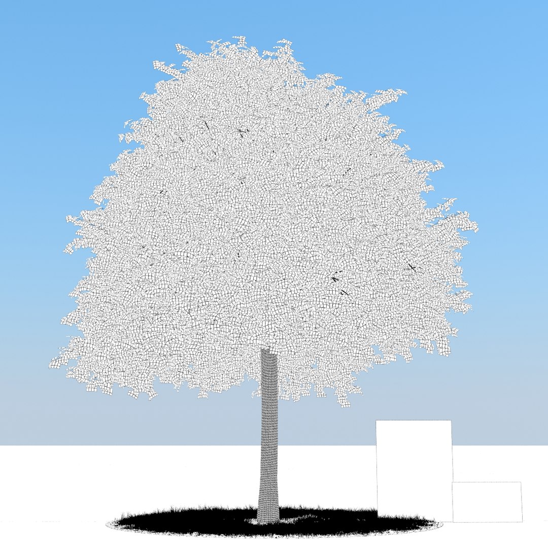 3d Model Of Realistic Maple Tree