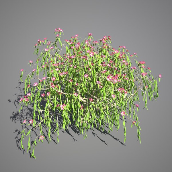 3D Oleander Models | TurboSquid