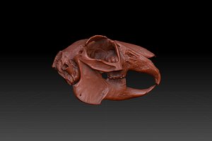 c4d tufted deer elaphodus cephalophus