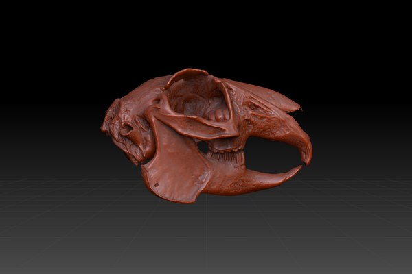 3d model skull turkey