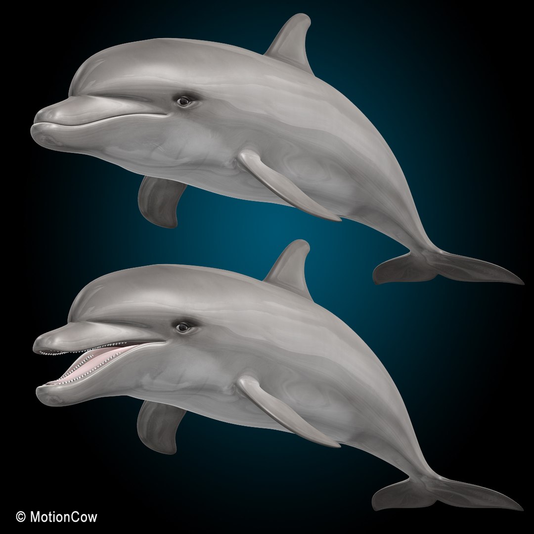 Bottlenose Dolphin 3d Model