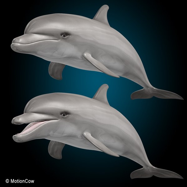 bottlenose dolphin 3d model