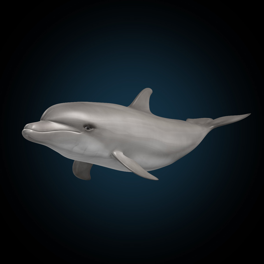Bottlenose Dolphin 3d Model