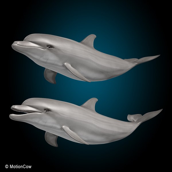 bottlenose dolphin 3d model