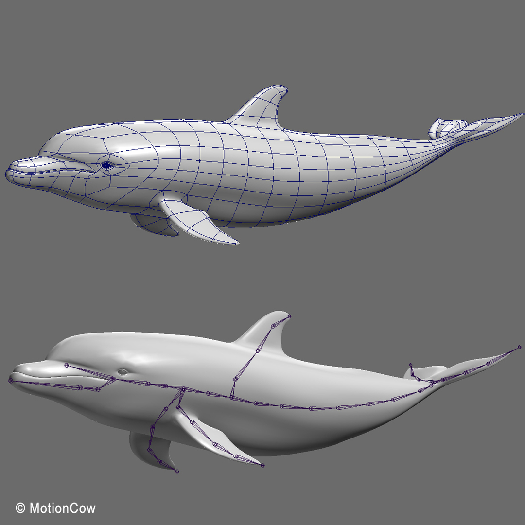 bottlenose dolphin 3d model