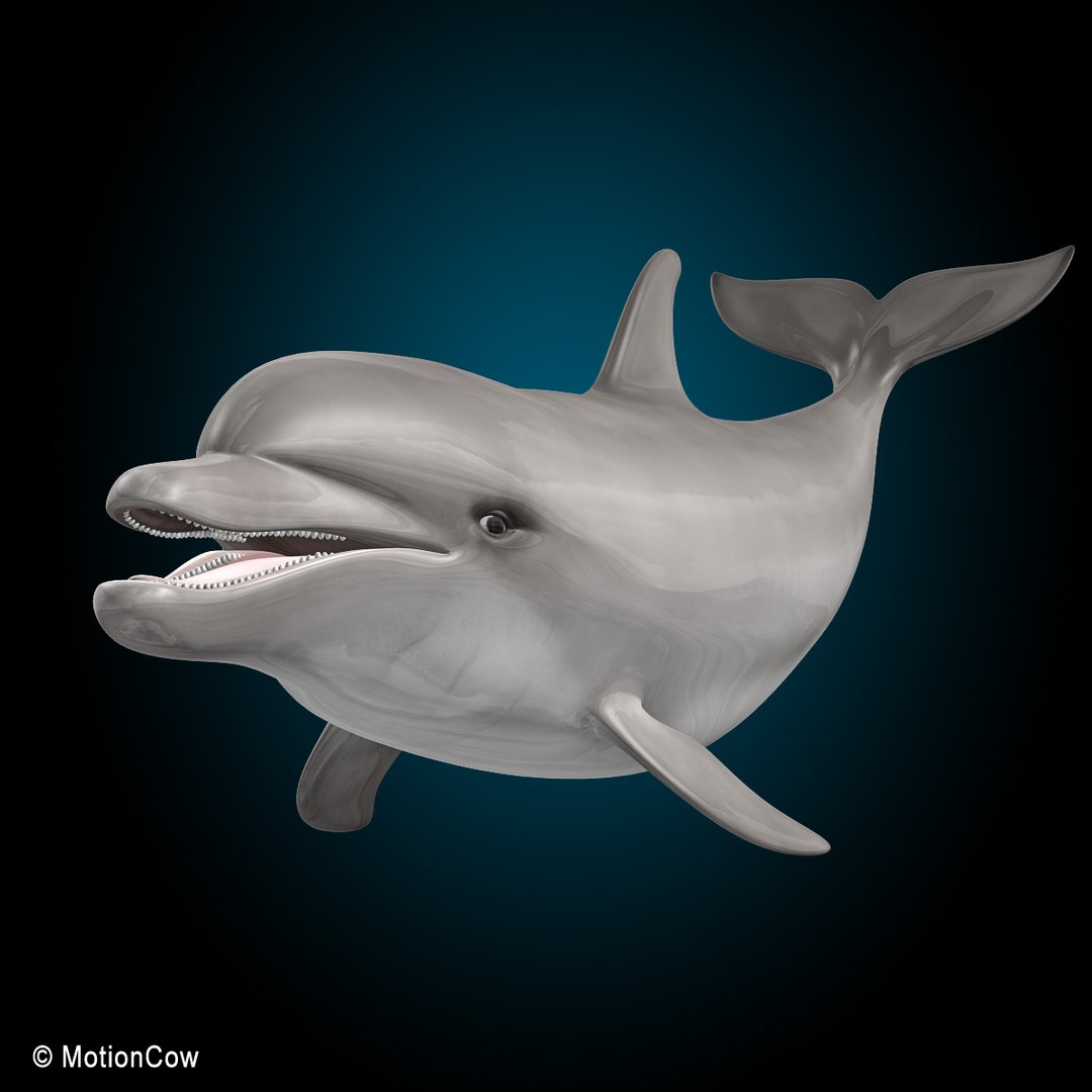 Bottlenose Dolphin 3d Model
