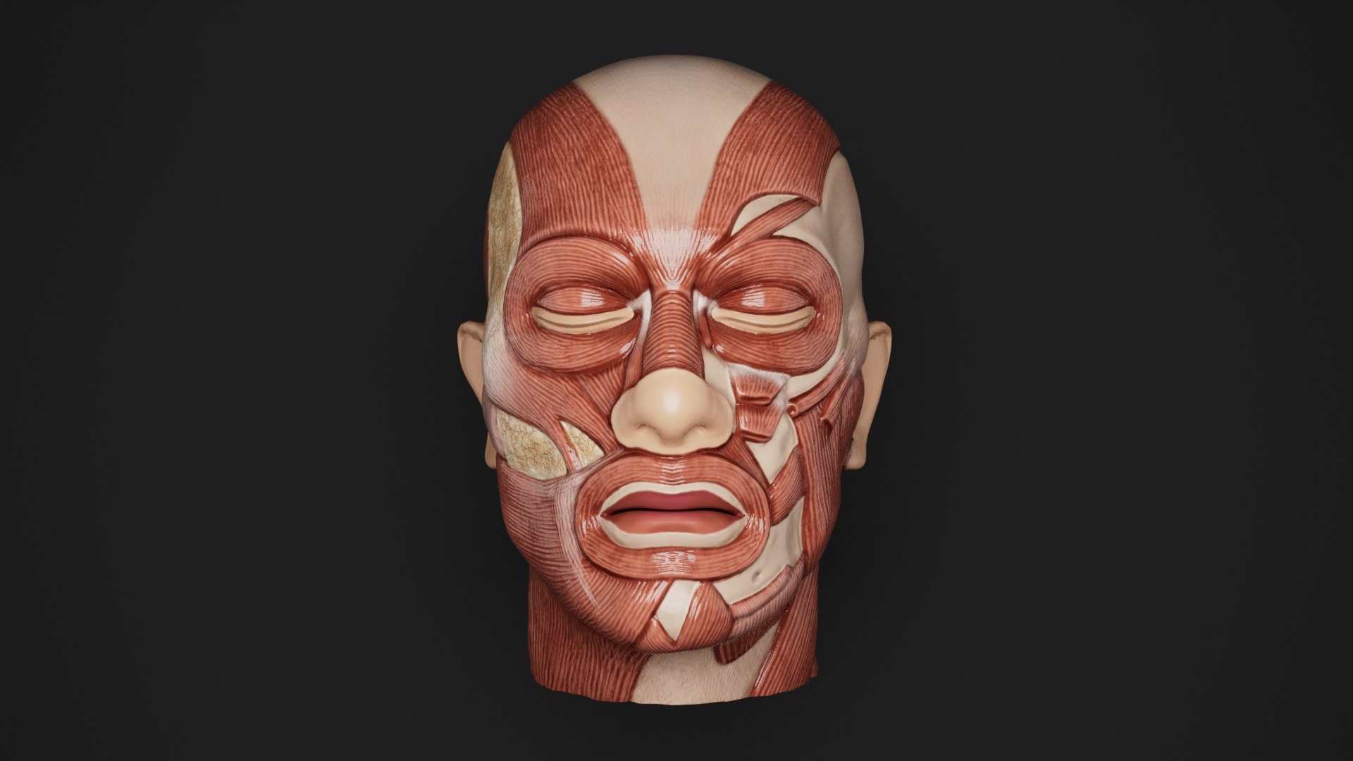 Human Anatomy-Muscular System-Head Anterior Superficial View Model ...