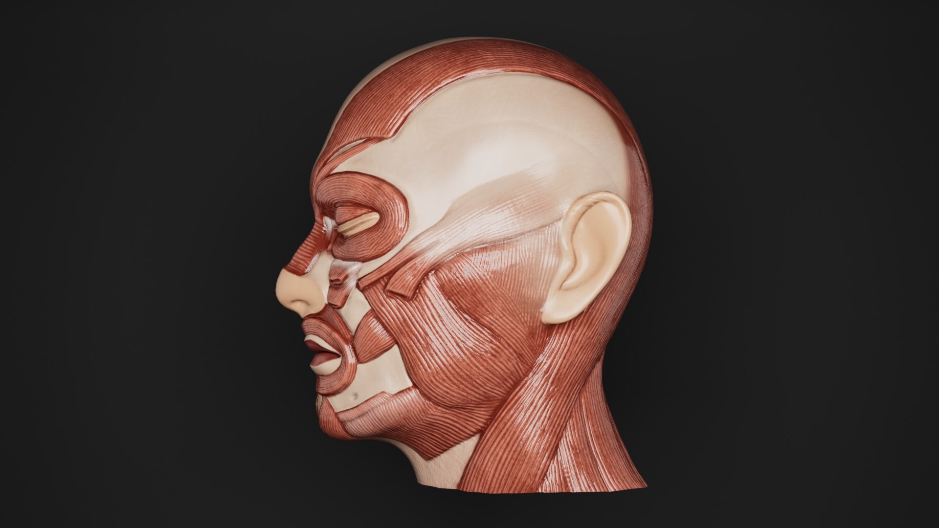 Human Anatomy-Muscular System-Head Anterior Superficial View Model ...