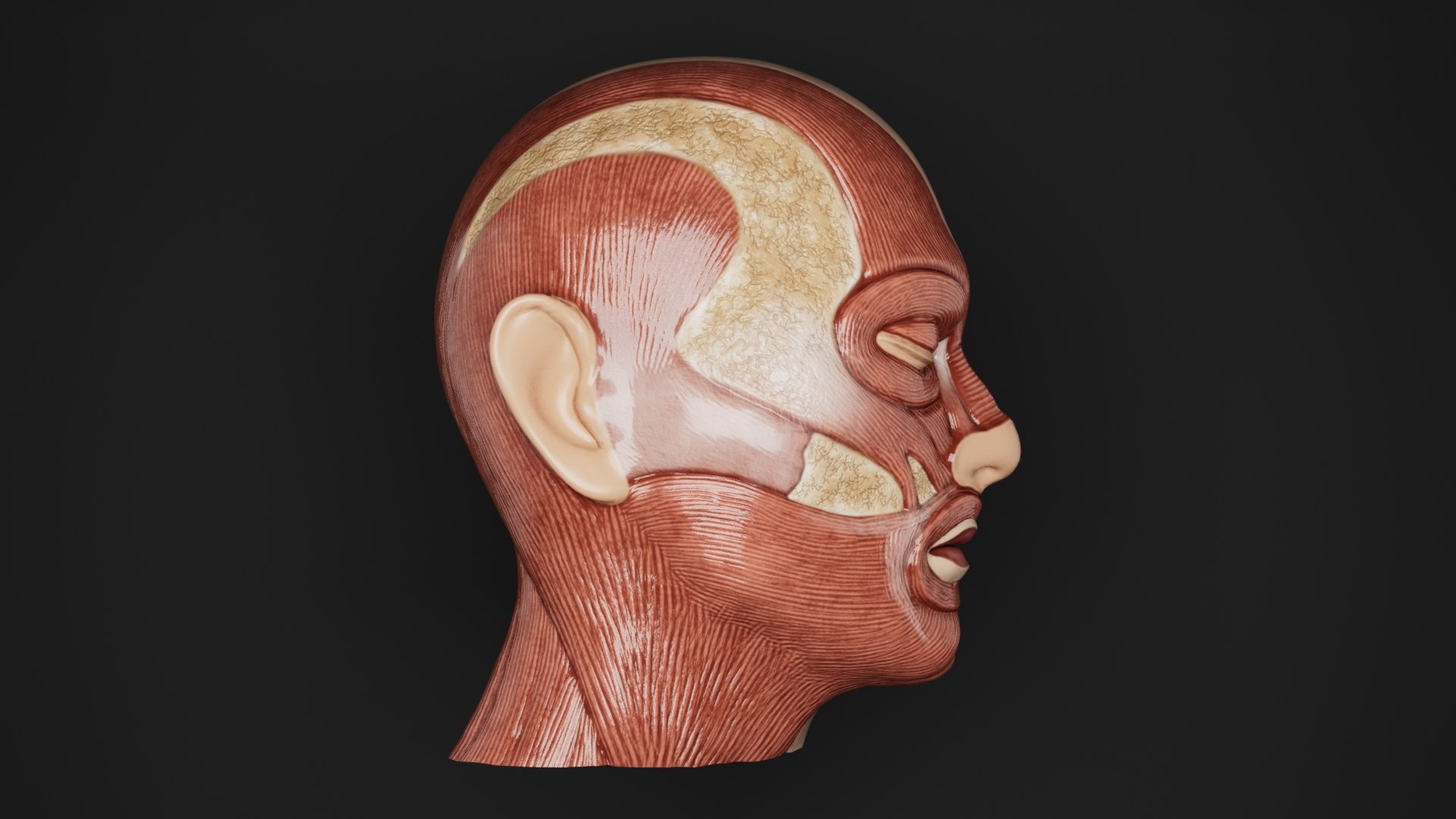 Human Anatomy-Muscular System-Head Anterior Superficial View Model ...