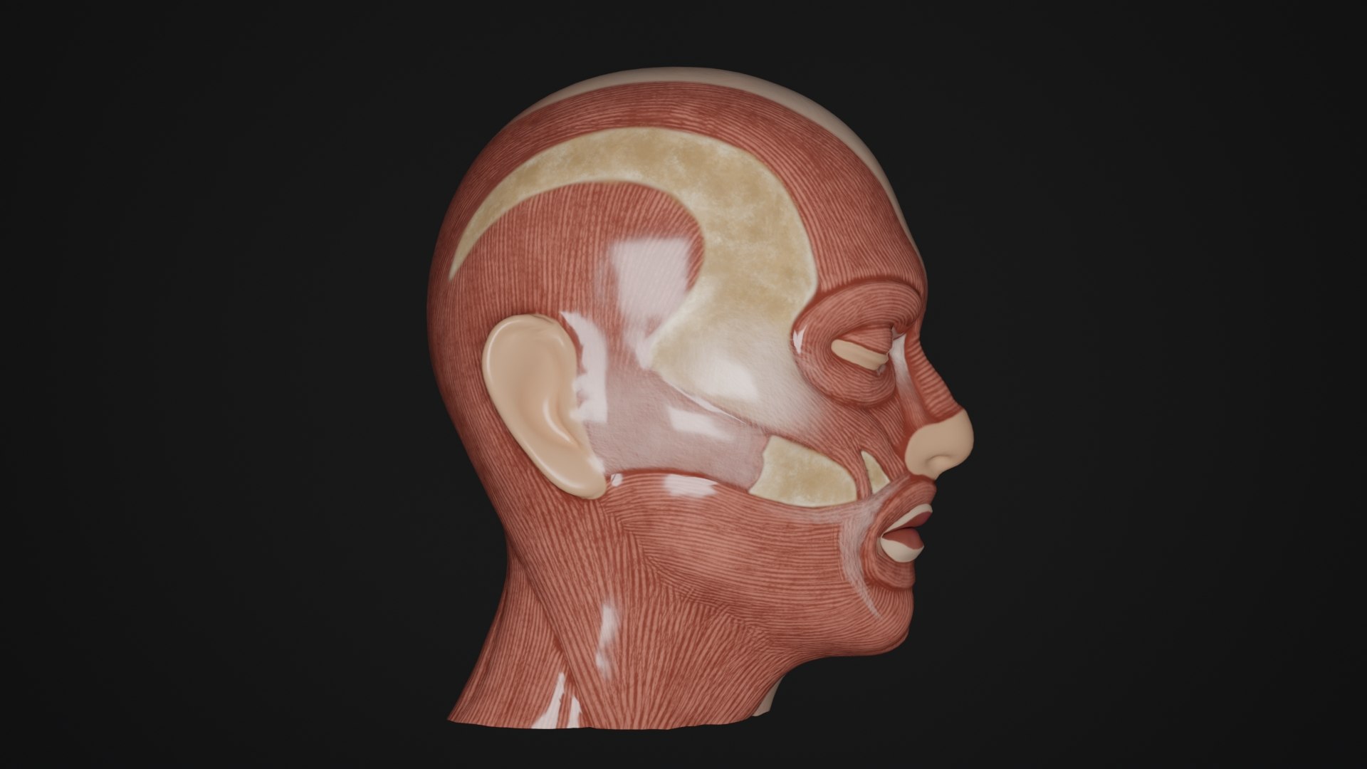 Human Anatomy-Muscular System-Head Anterior Superficial View Model ...