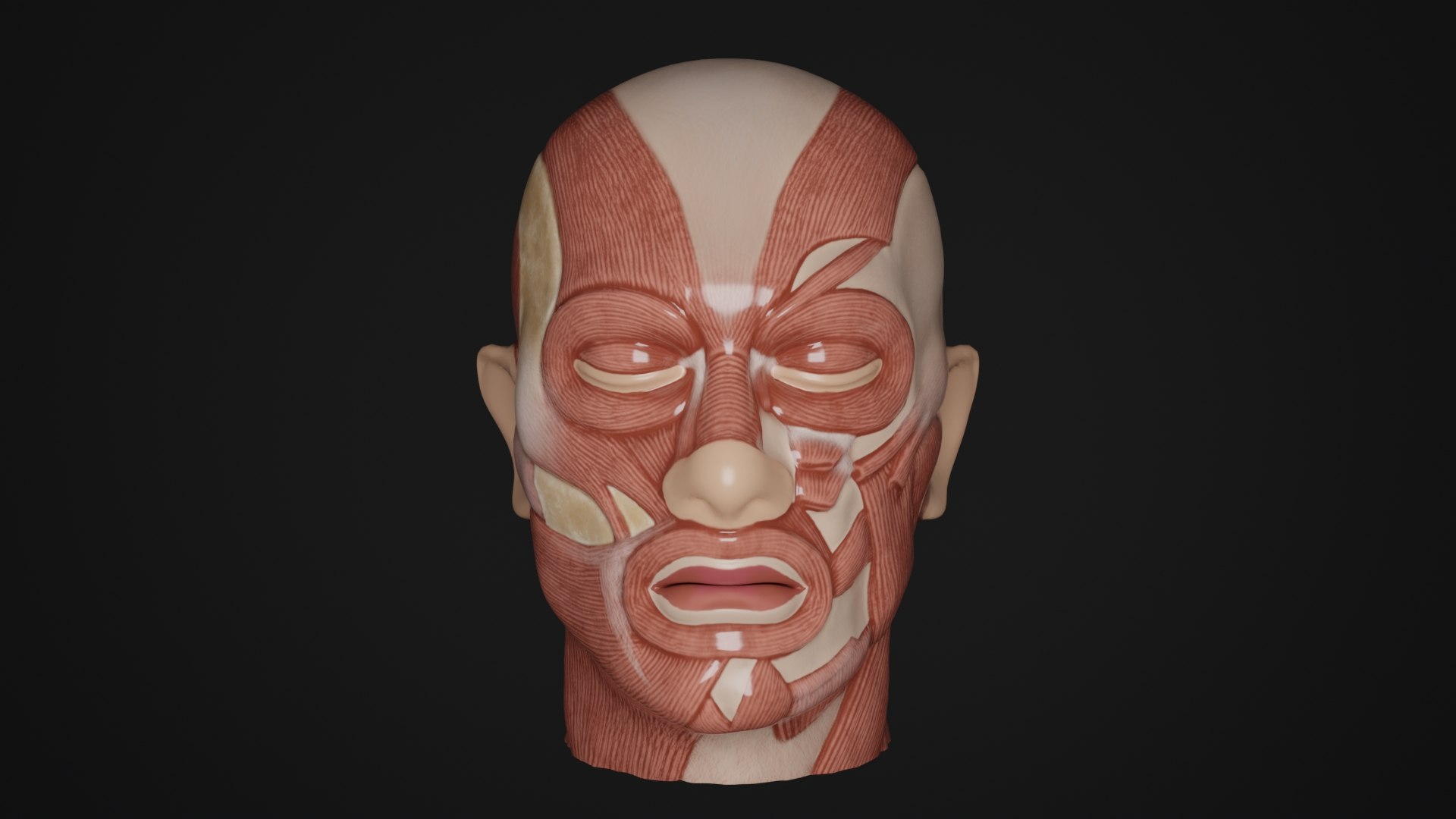 Human Anatomy-Muscular System-Head Anterior Superficial View Model ...